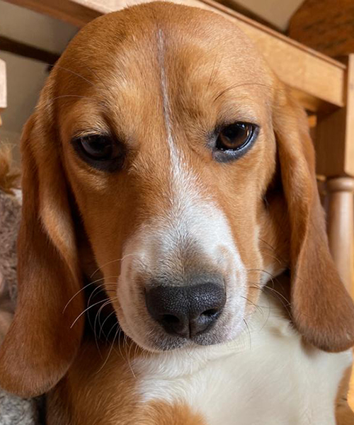 All Beagles - Beagles Of Burgundy - BoB (fr)